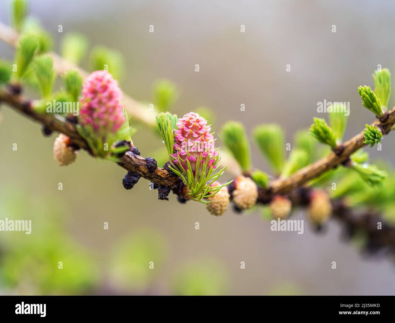 Larch tree fresh pink cones blossom at spring on nature background ...