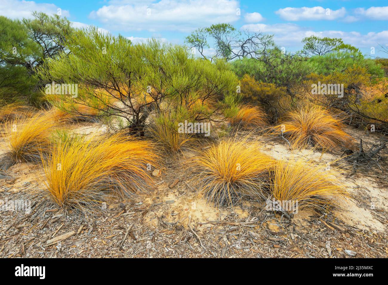 Spectacular bright orange grasses in Kalbarri National Park, Kalbarri ...
