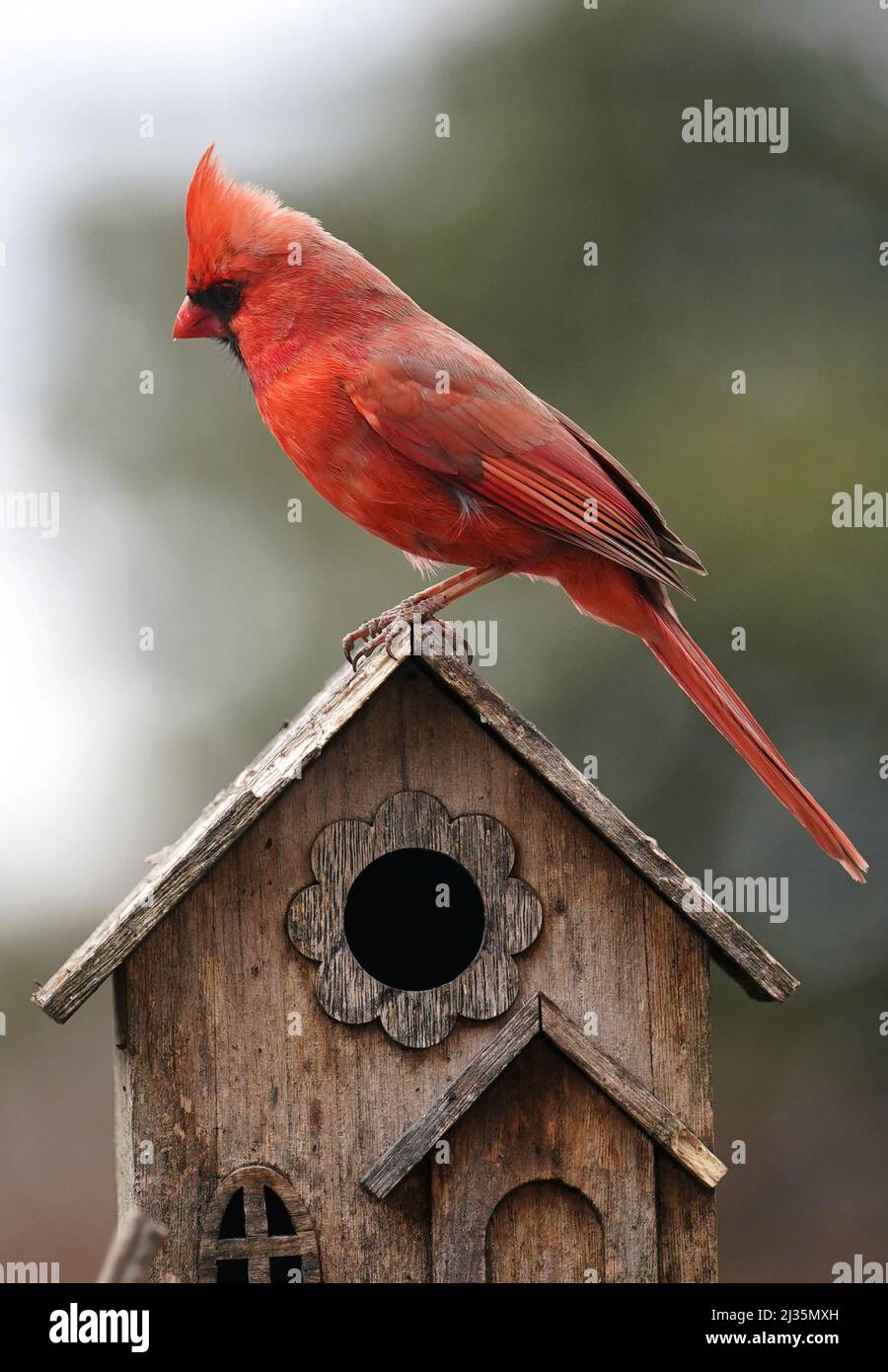 Northern Cardinal on a bird house Stock Photo - Alamy