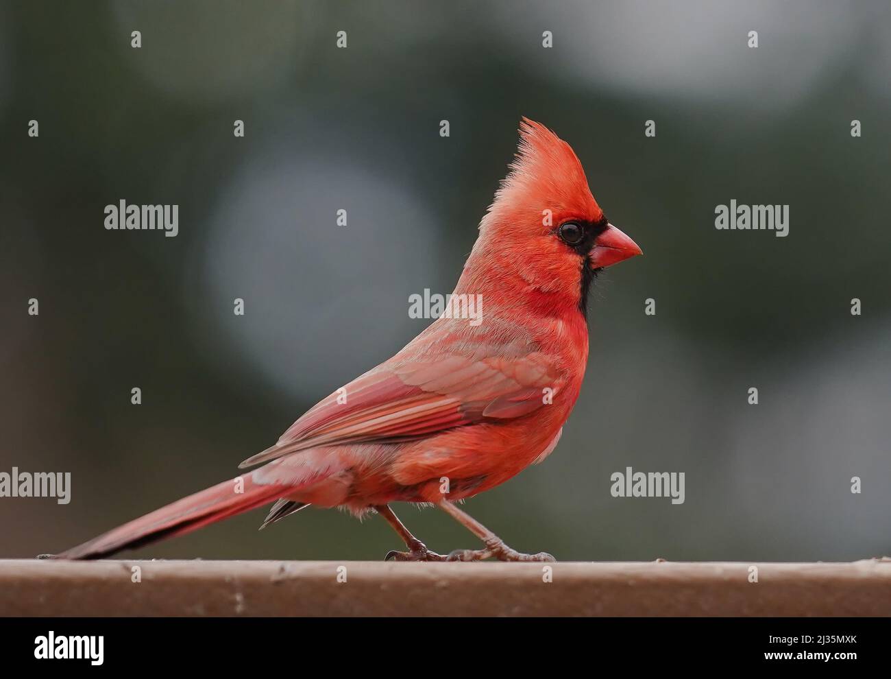 Northern Cardinal on the backyard deck Stock Photo - Alamy