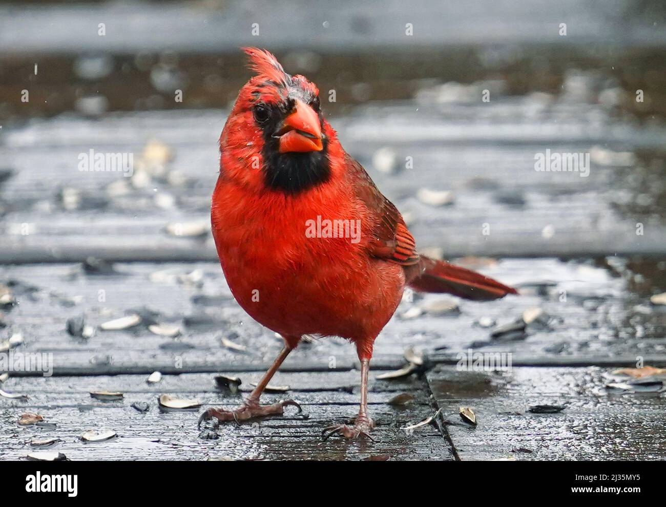 Northern Cardinal on the backyard deck Stock Photo - Alamy