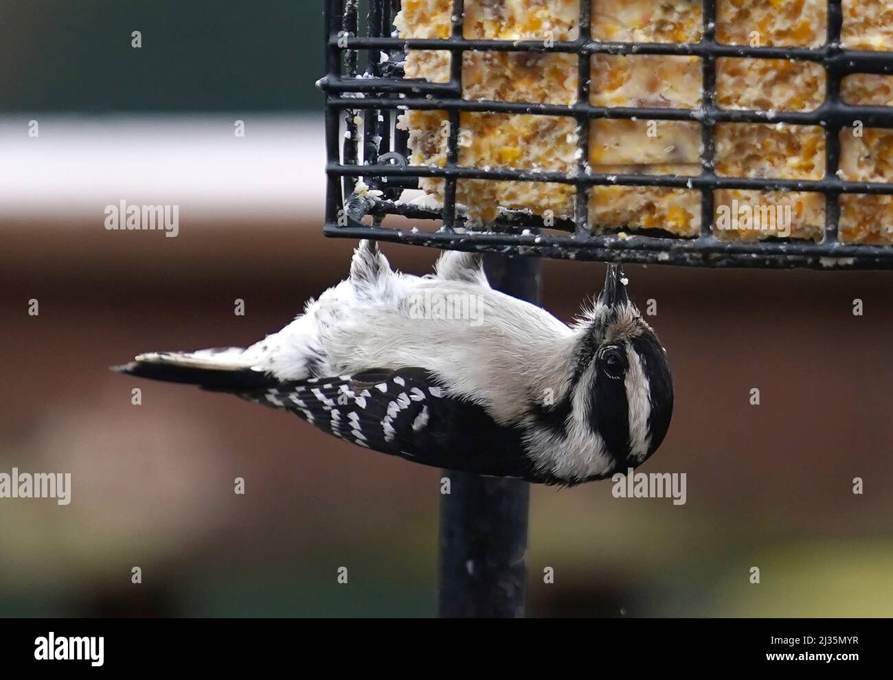 Woodpecker on a fence hi-res stock photography and images - Alamy