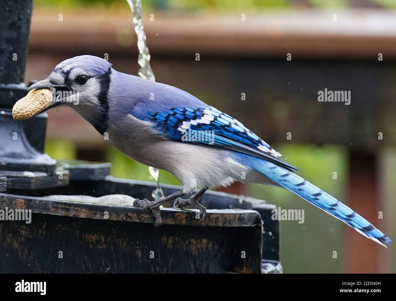 Bluejay on a garden fountain Stock Photo - Alamy