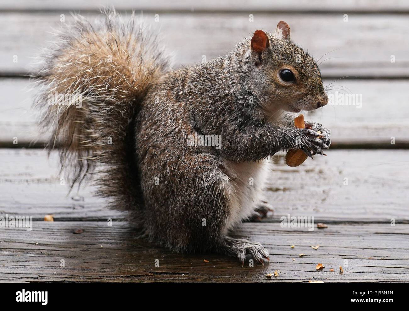 Peanut in water hi-res stock photography and images - Alamy