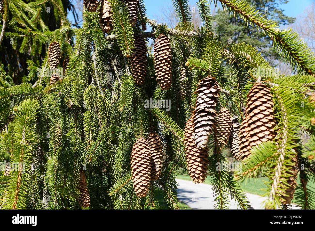 The long shape of pine cones hanging on the tree Stock Photo - Alamy