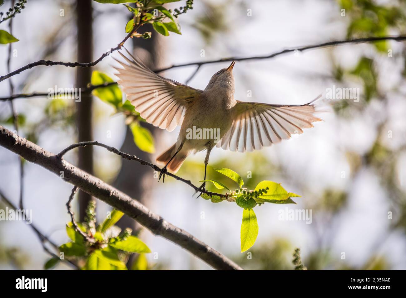 Common chiffchaff, lat. phylloscopus collybita, in flight and taking ...