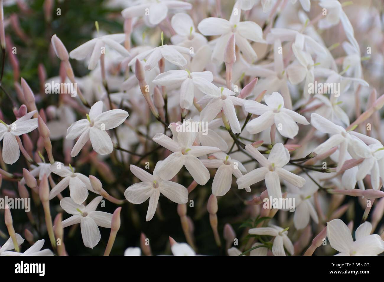 The white clusters of Jasmine flowers, also known as Jasminum ...