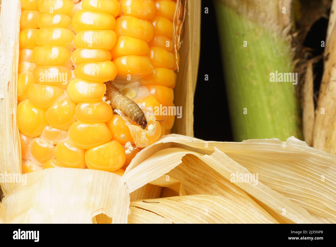 Armyworm corn hi-res stock photography and images - Alamy