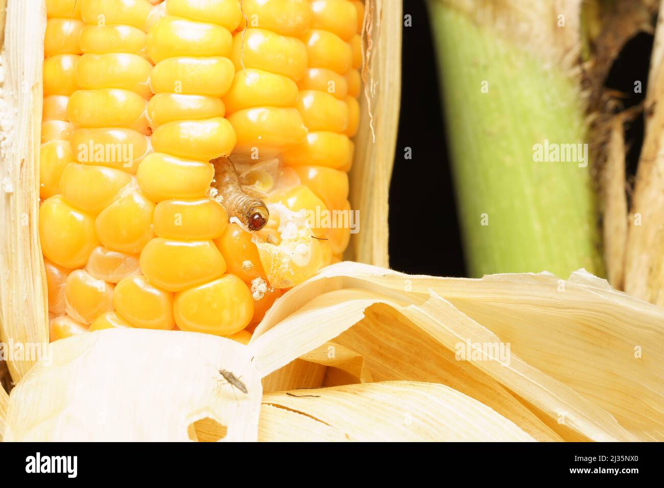 Fall armyworm on damaged corn with excrement Stock Photo - Alamy