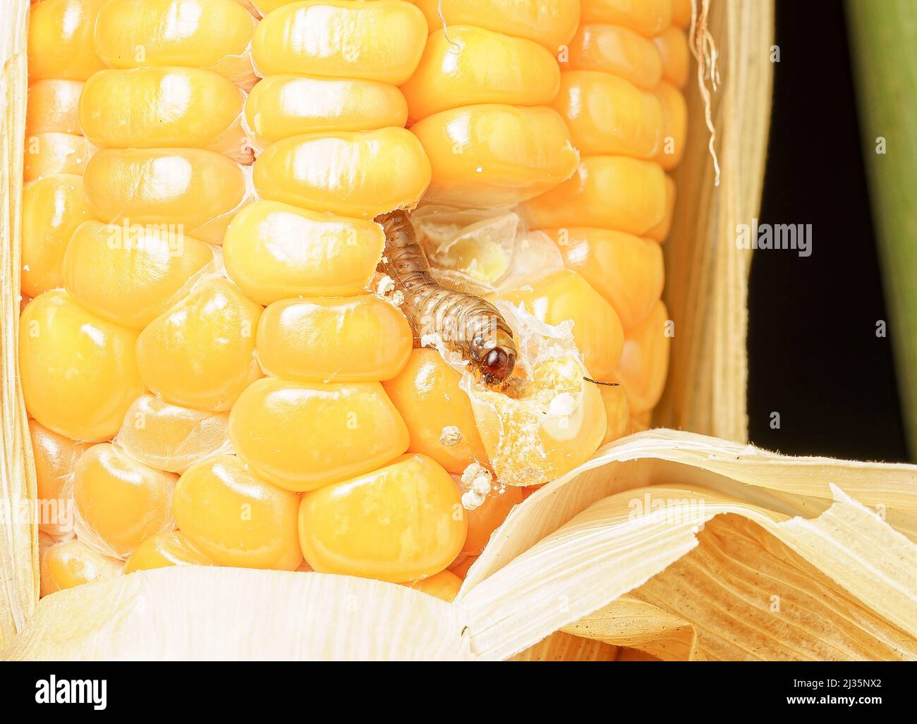 Armyworm on maize hi-res stock photography and images - Alamy