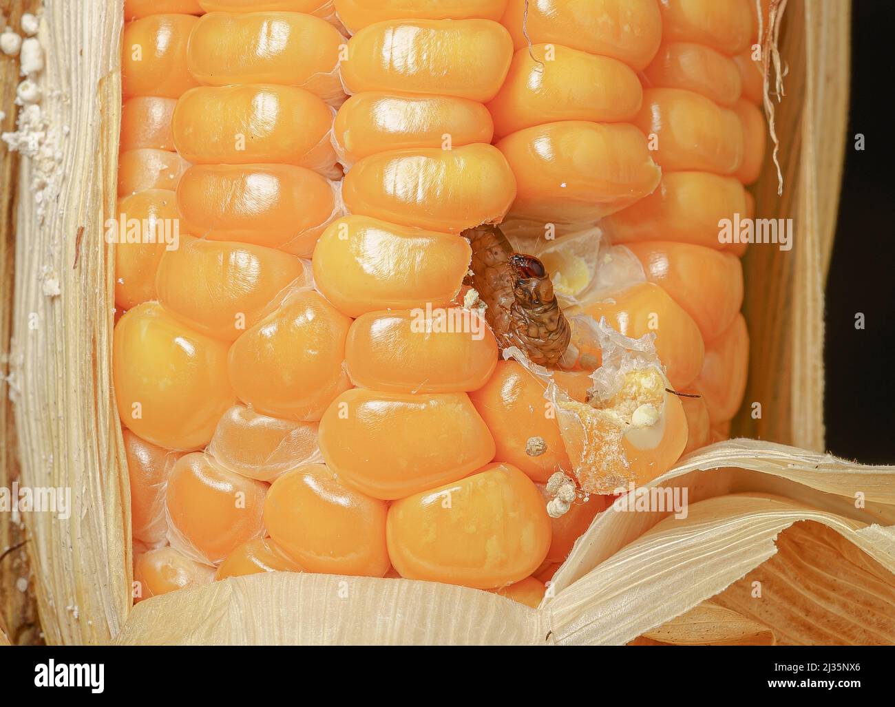 Fall armyworm on damaged corn with excrement Stock Photo - Alamy