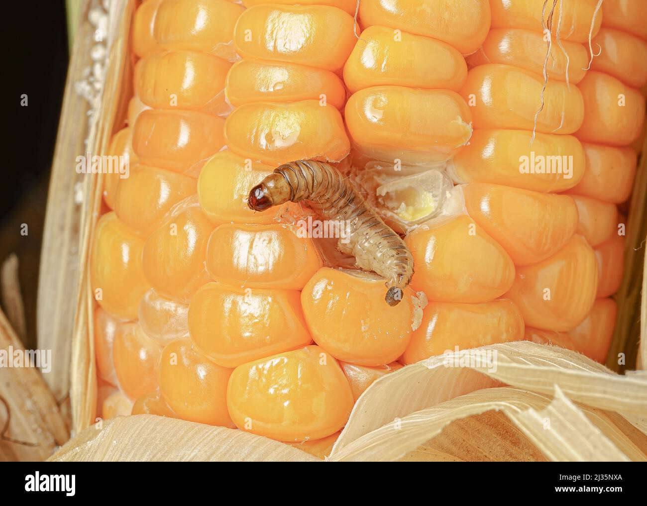 Fall armyworm on damaged corn with excrement Stock Photo - Alamy