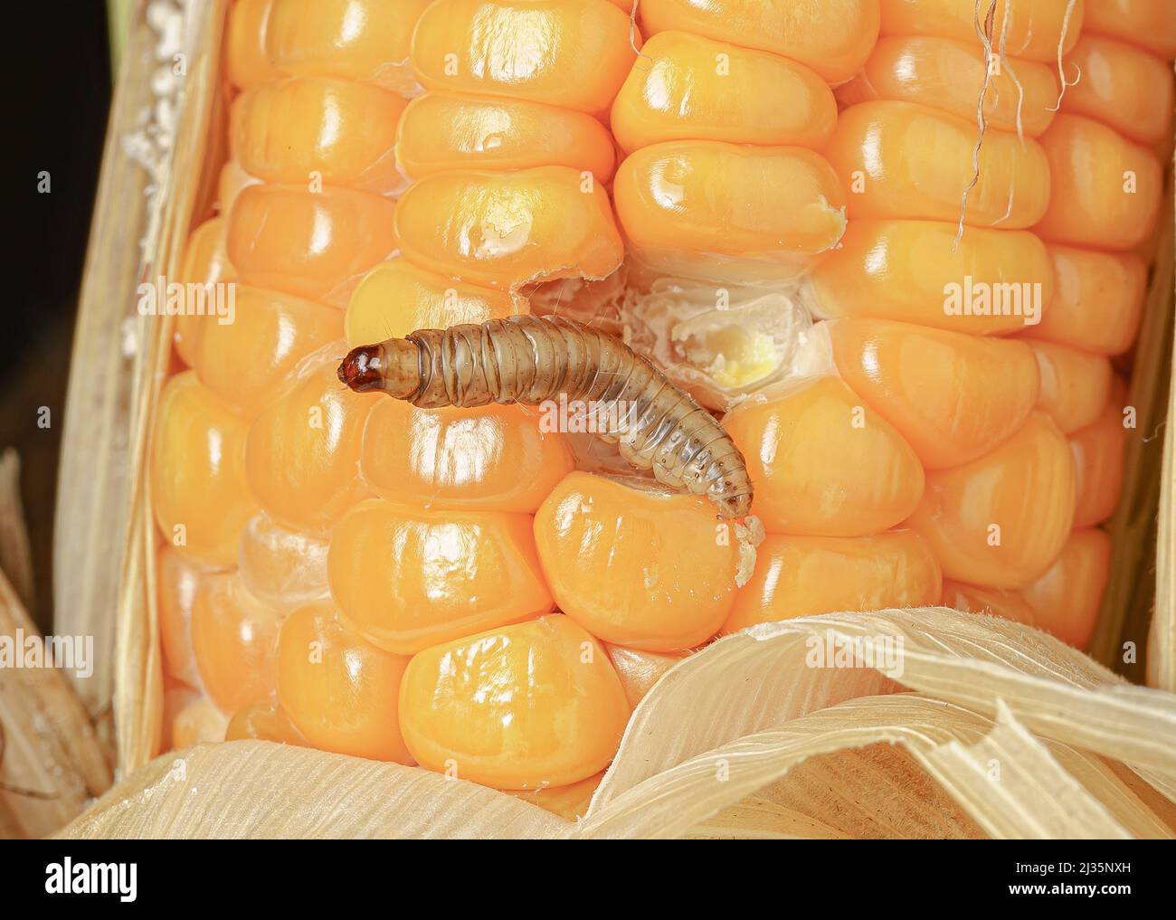 Fall armyworm on damaged corn with excrement Stock Photo - Alamy