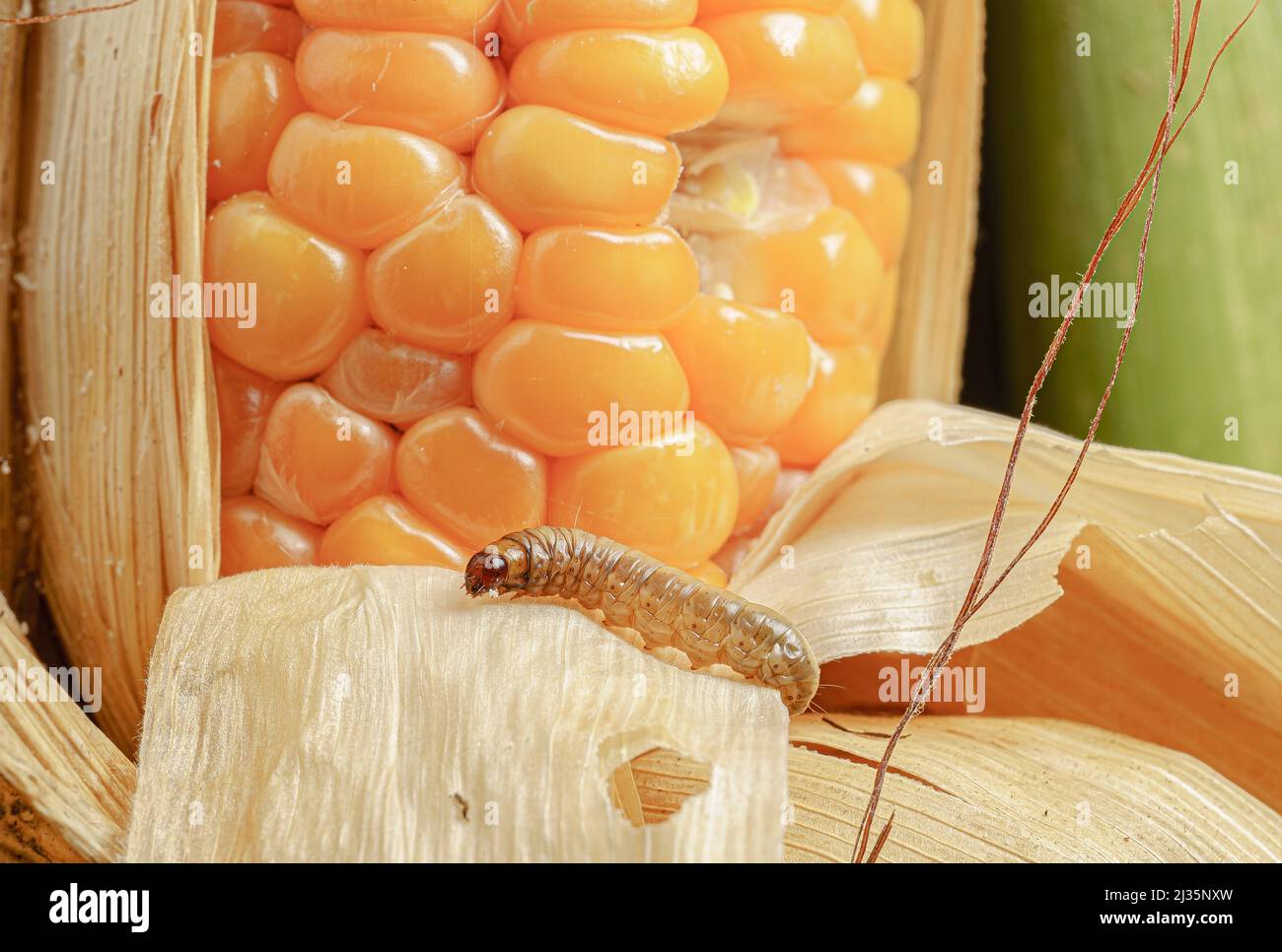 Fall armyworm on damaged corn with excrement Stock Photo - Alamy