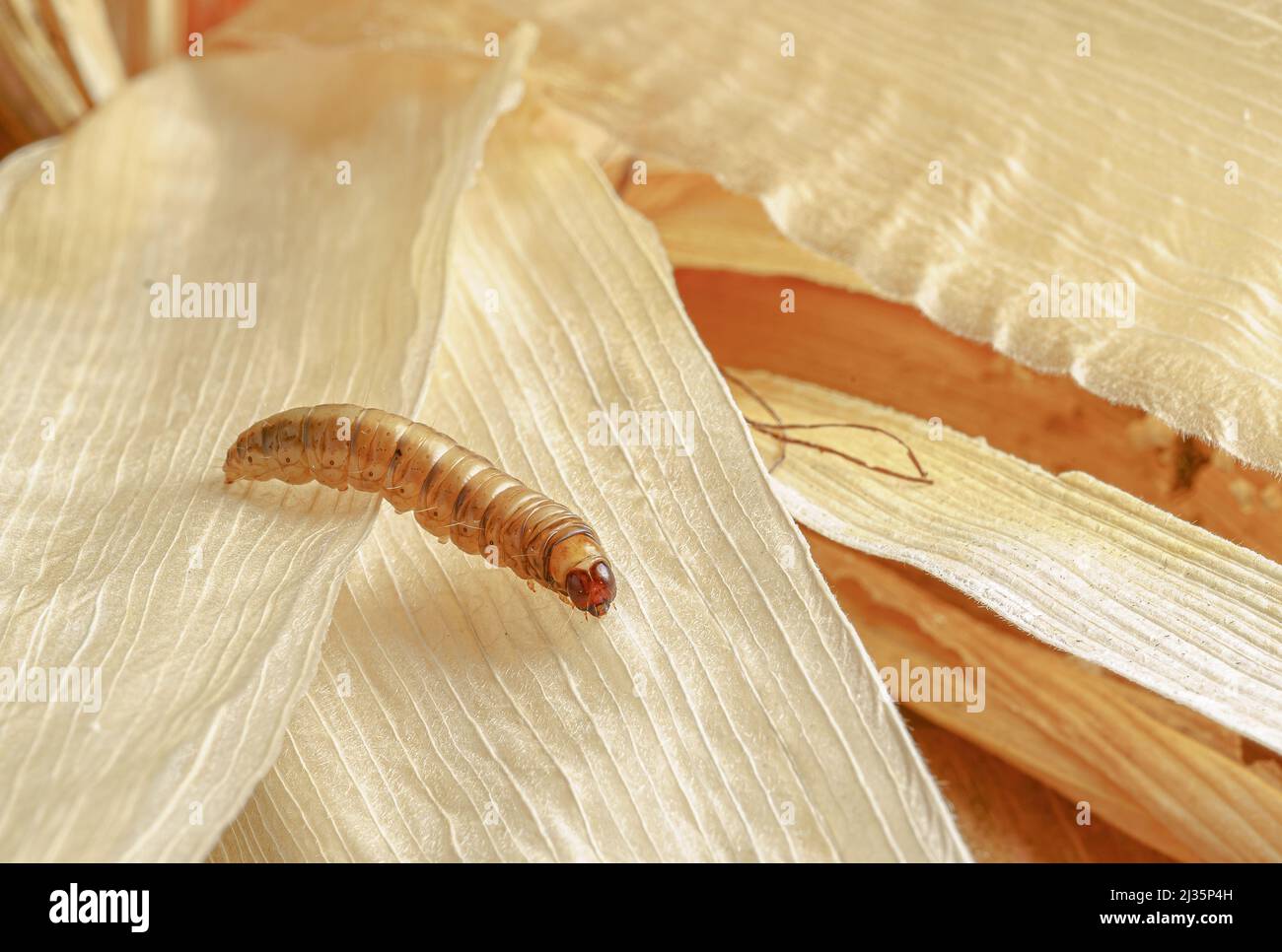 Fall armyworm on damaged corn with excrement Stock Photo - Alamy