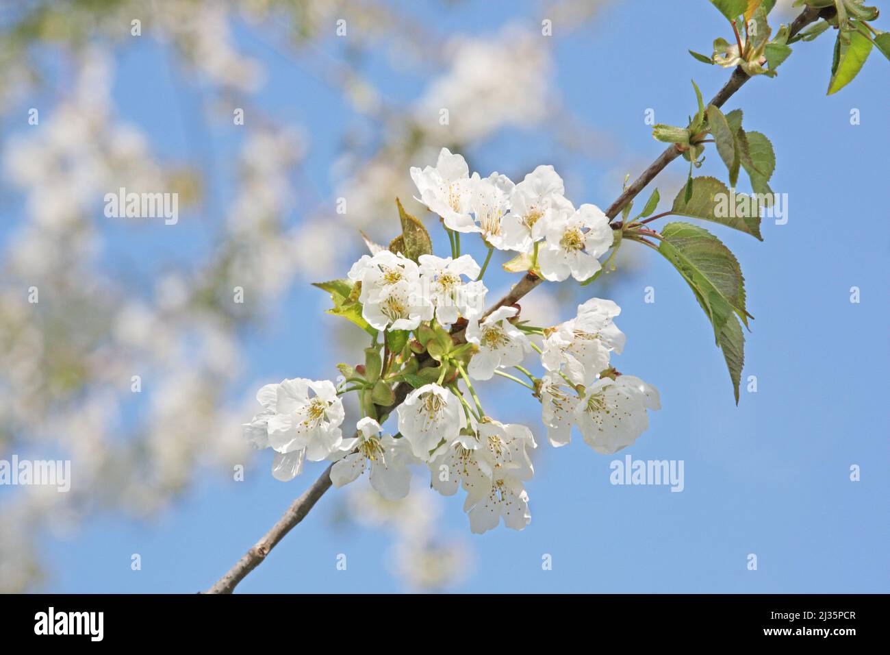 Beautiful nature scene with blooming flowers tree Stock Photo - Alamy
