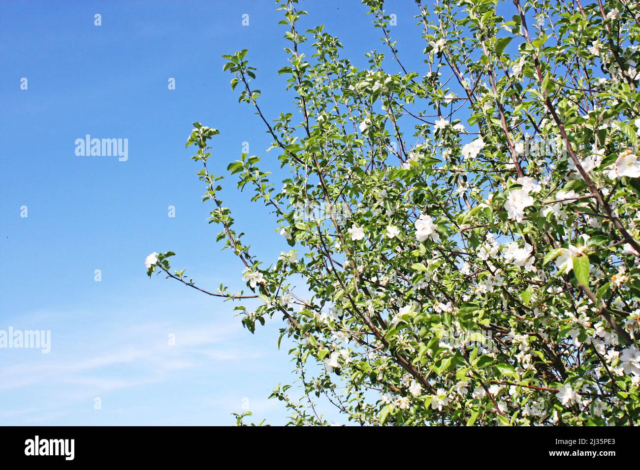 Beautiful nature scene with blooming flowers tree Stock Photo - Alamy