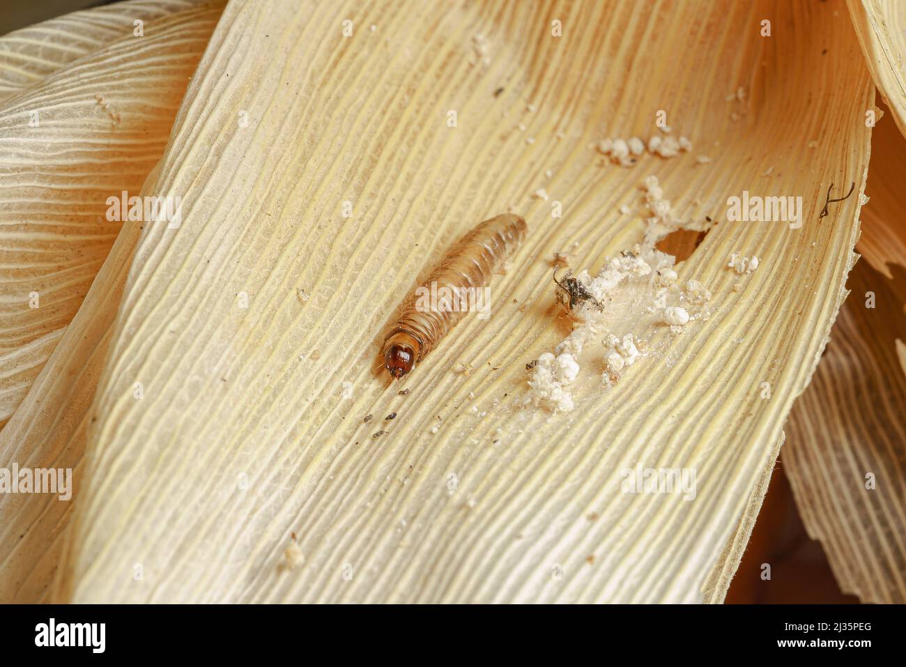 Fall armyworm on damaged corn with excrement Stock Photo - Alamy
