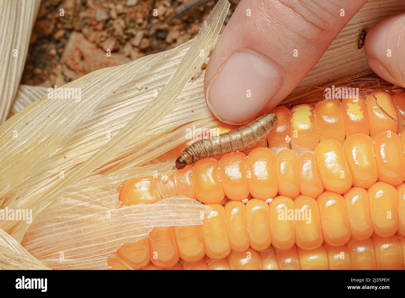 Fall armyworm on damaged corn with excrement Stock Photo - Alamy