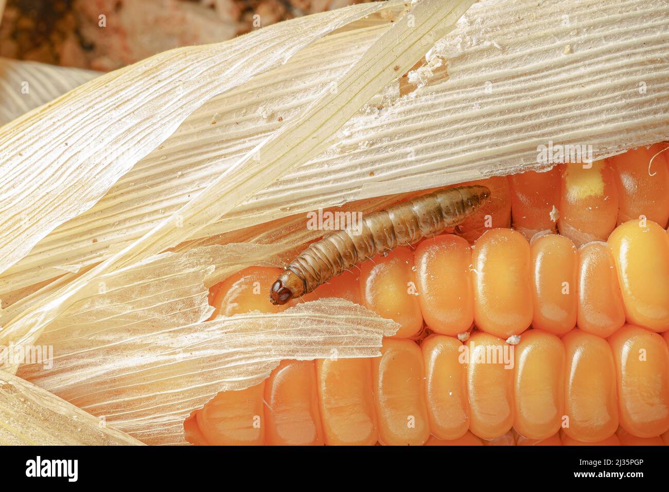 Fall armyworm on damaged corn with excrement Stock Photo - Alamy