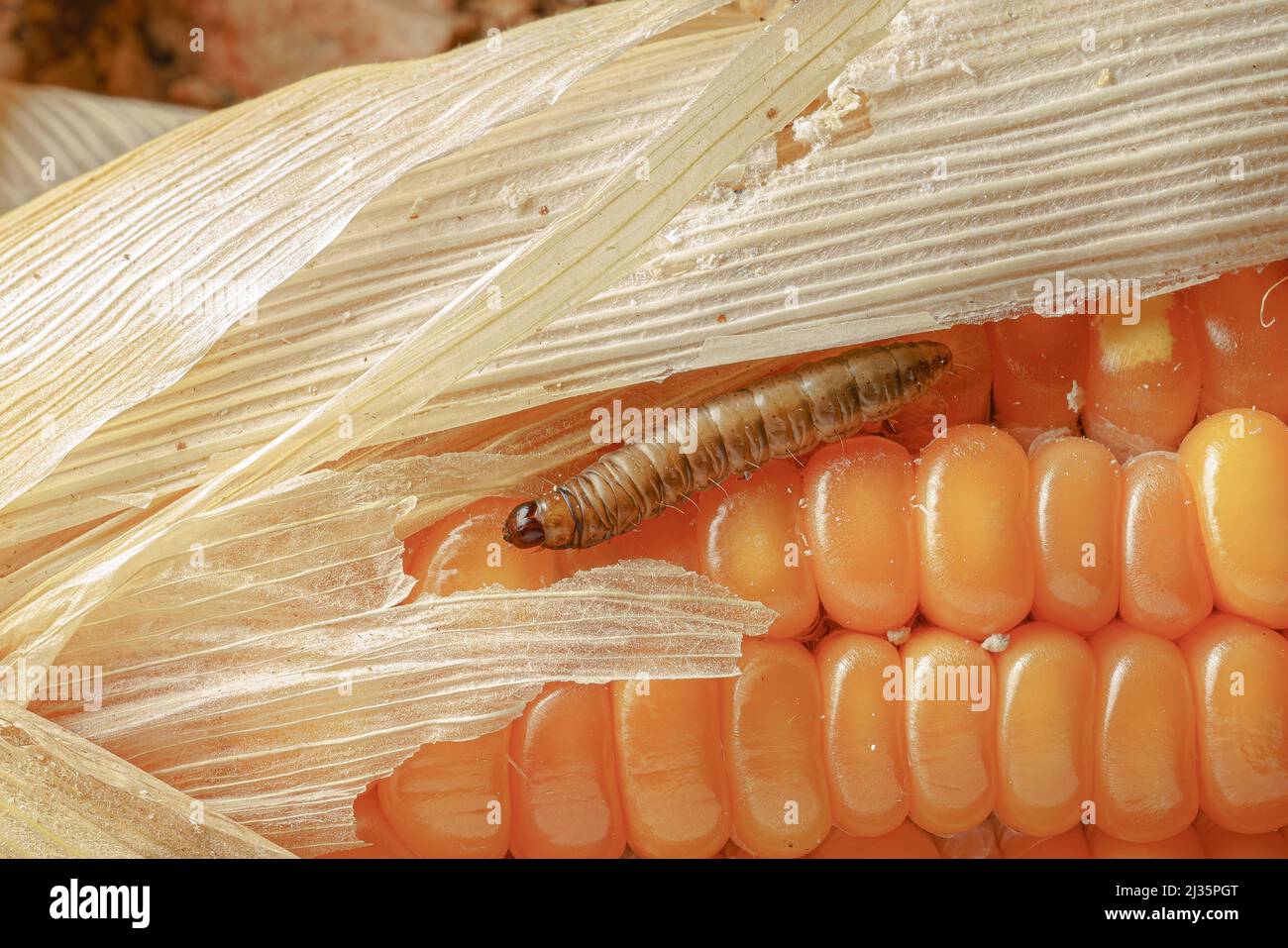 Fall armyworm on damaged corn with excrement Stock Photo - Alamy