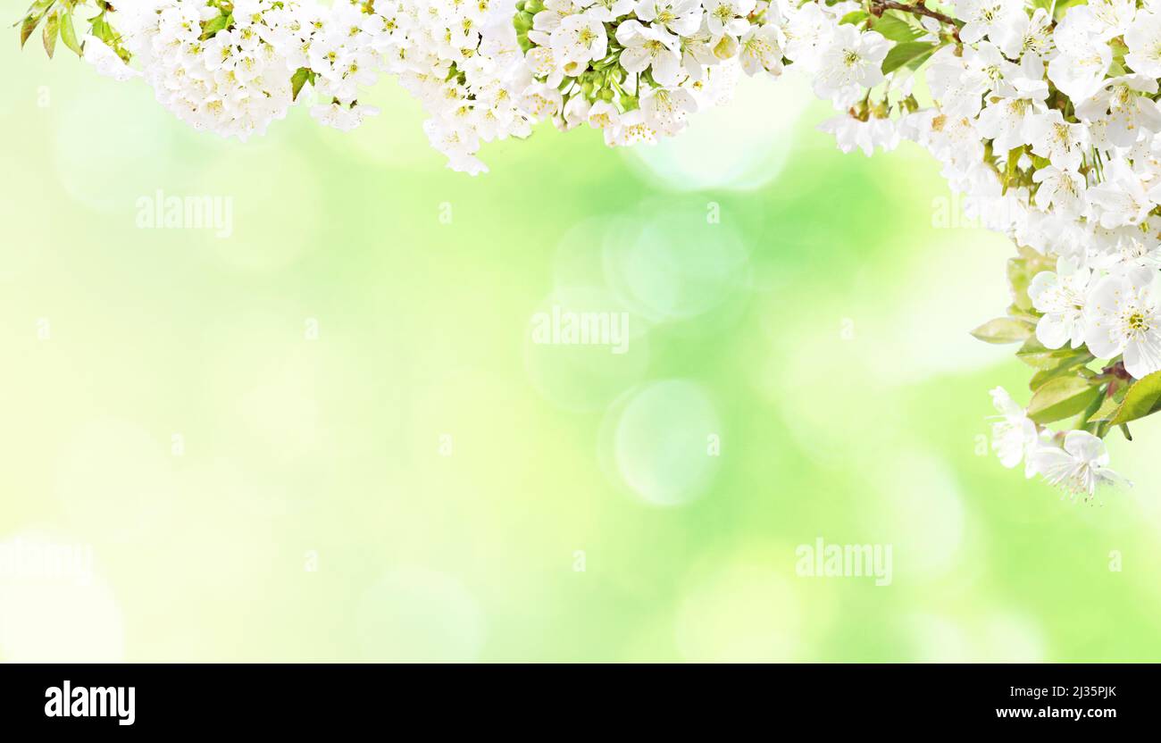 Spring banner background with copy space Stock Photo - Alamy