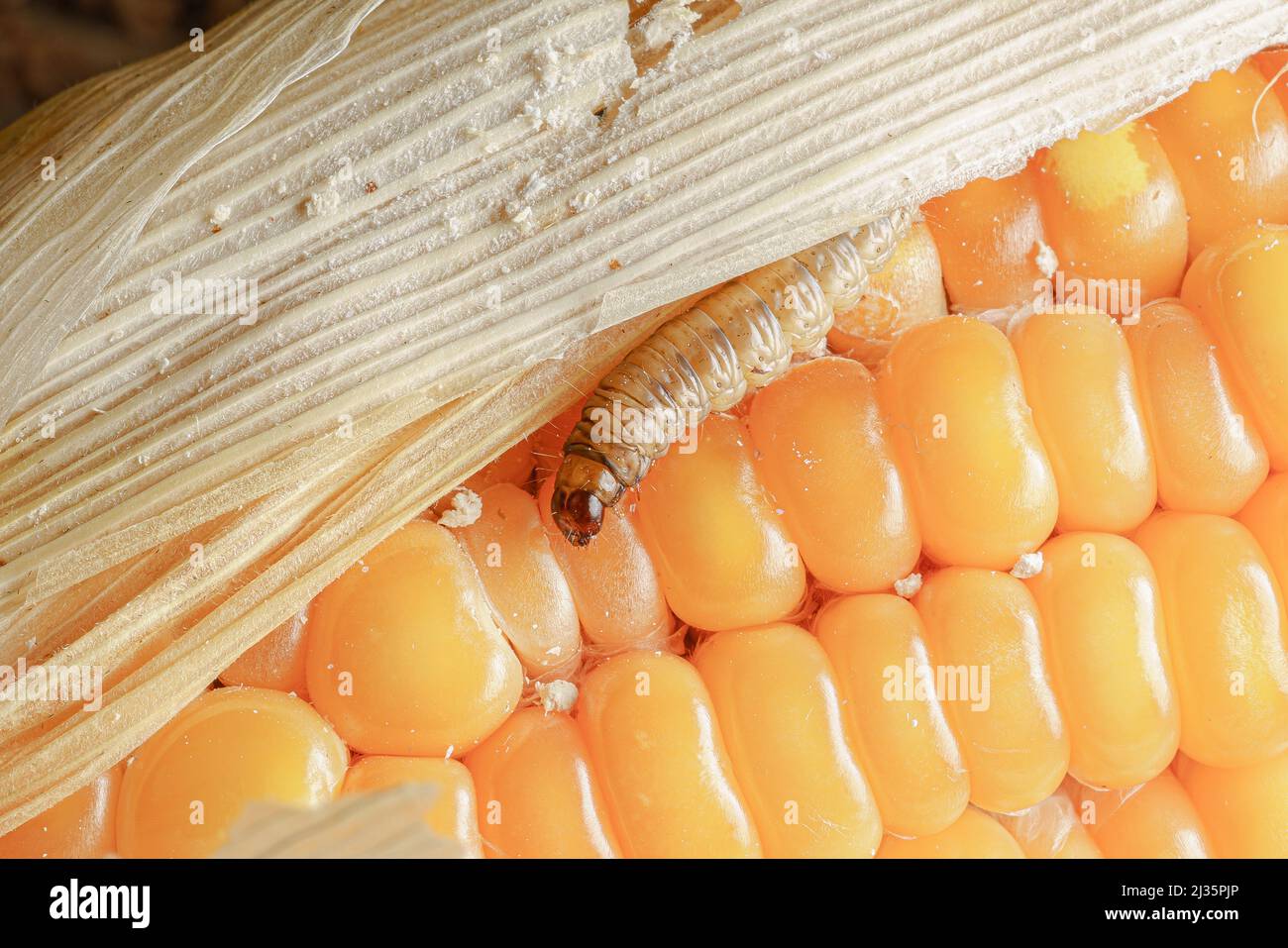 Fall armyworm on damaged corn with excrement Stock Photo - Alamy