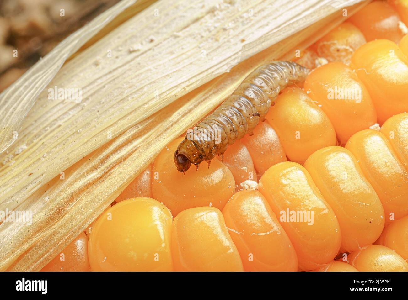 Armyworm corn hi-res stock photography and images - Alamy