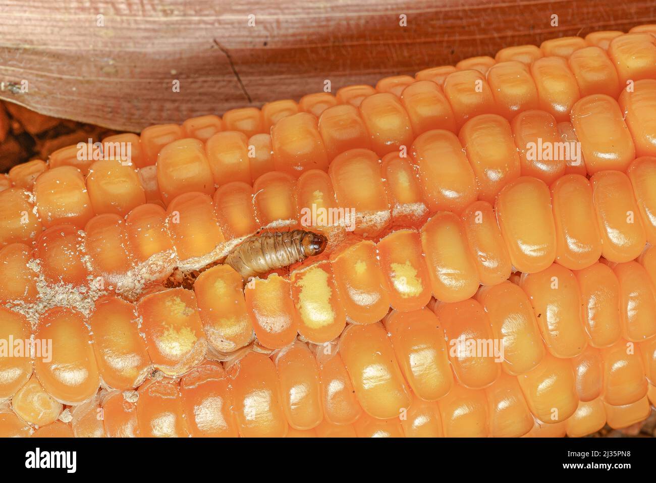 Fall armyworm on damaged corn with excrement Stock Photo - Alamy