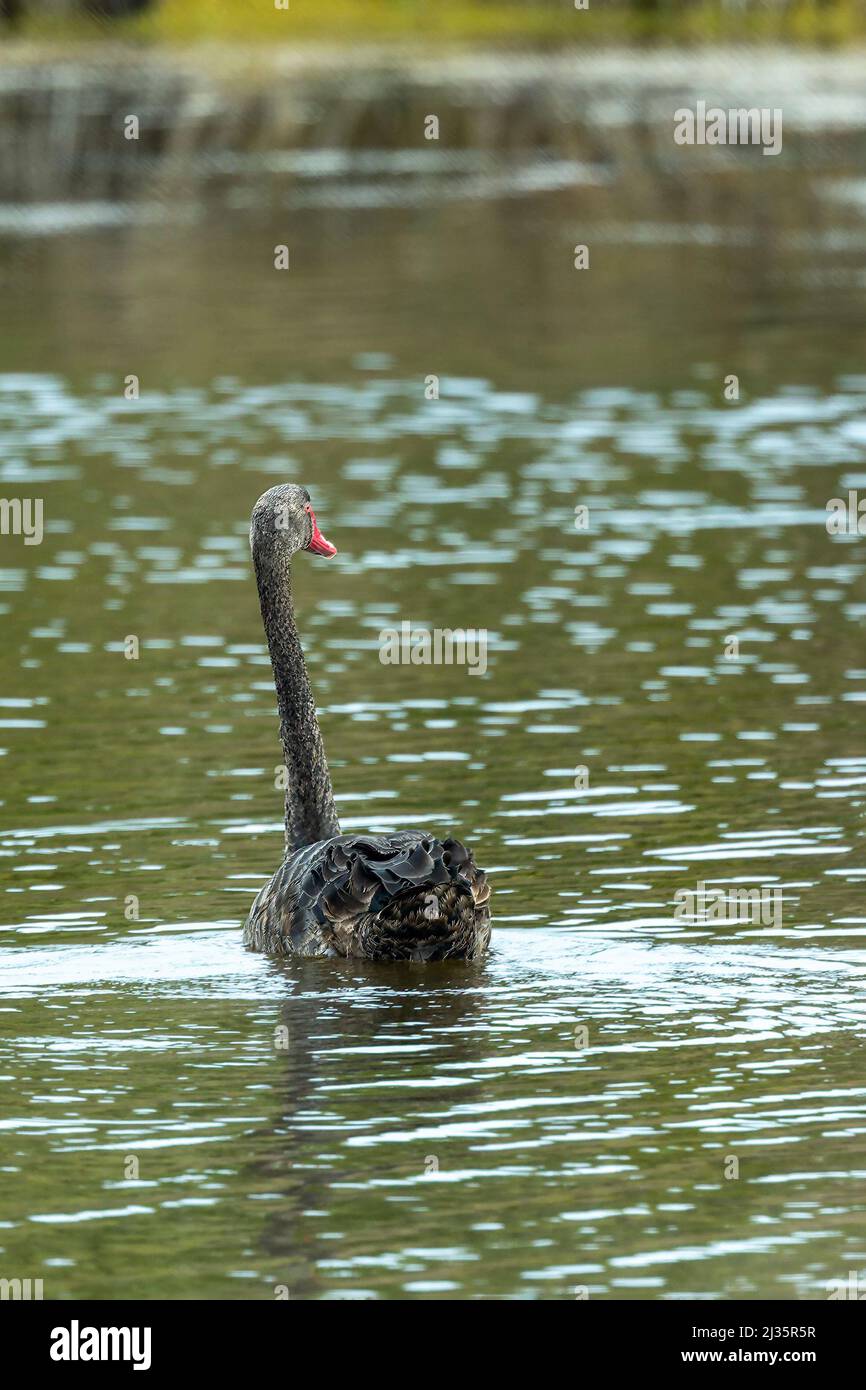 The Black Swan (Cygnus atratus) is a large Australian waterbird with ...