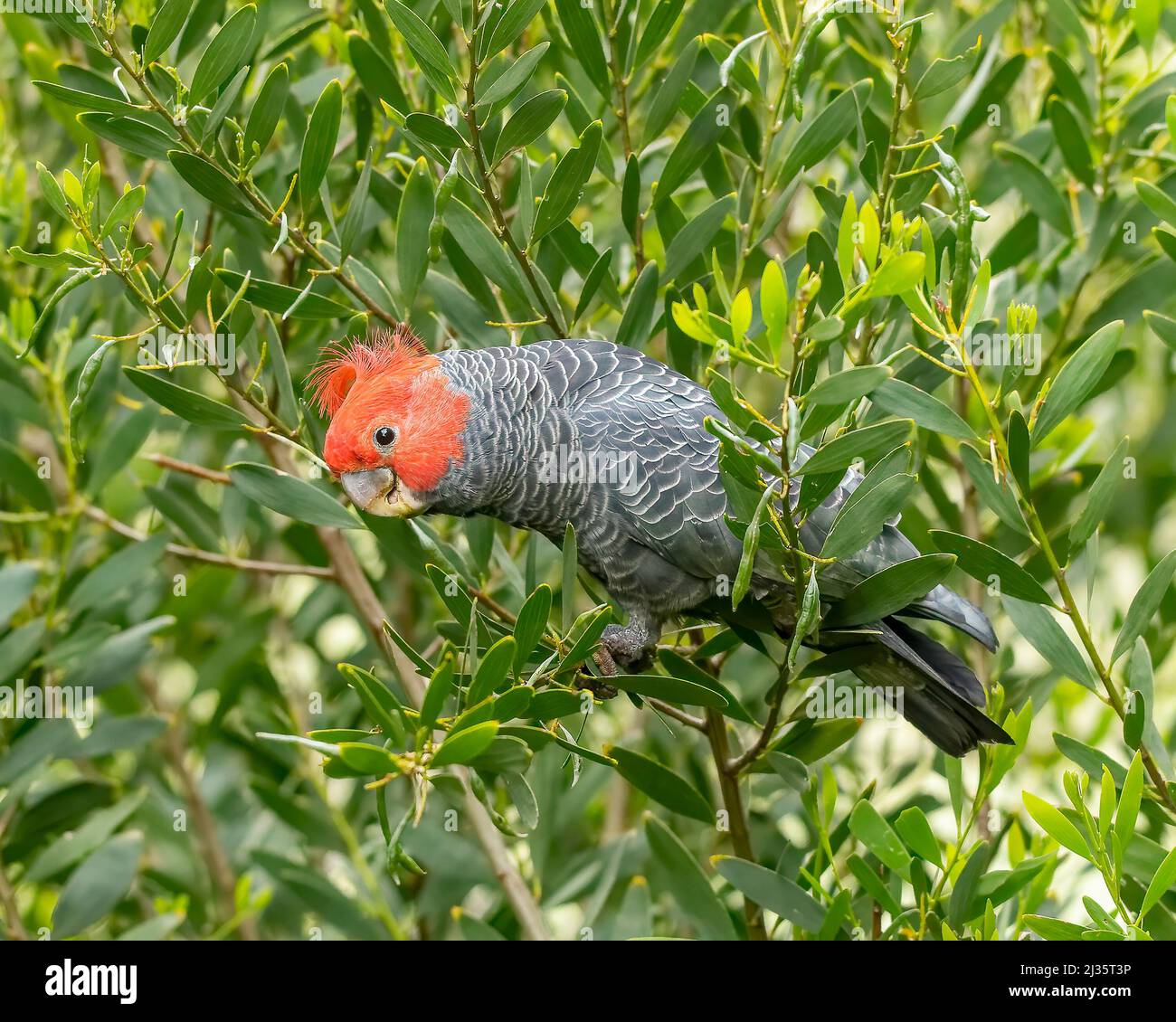 Male Gang-gang Cockatoo (Callocephalon fimbriatum) identified from the ...