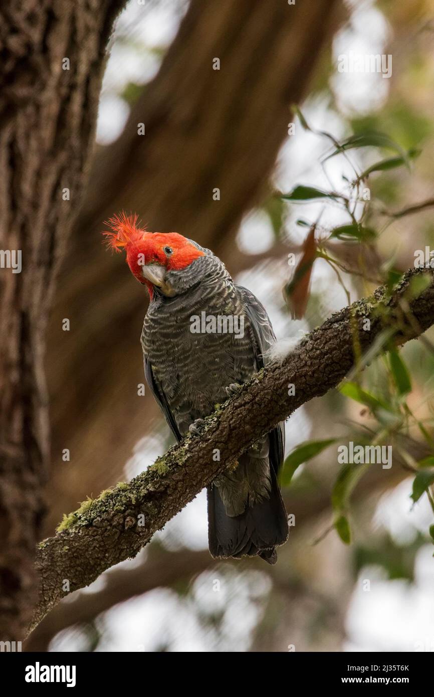 Male Gang-gang Cockatoo (Callocephalon fimbriatum) identified from the ...