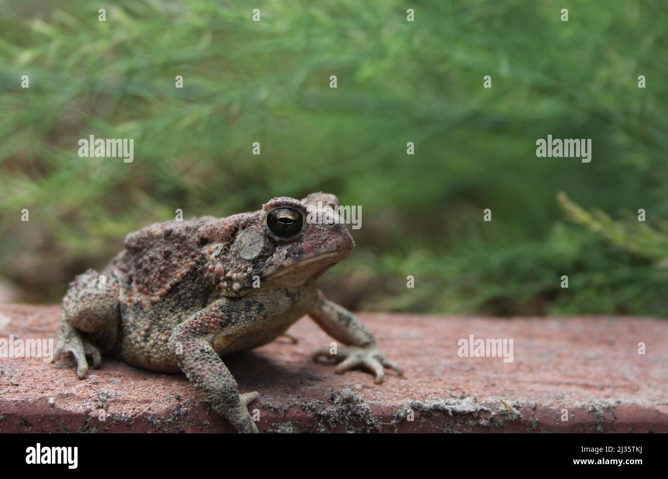 Texas Toad Anaxyrus speciosus in Outdoor Organic Garden Stock Photo - Alamy