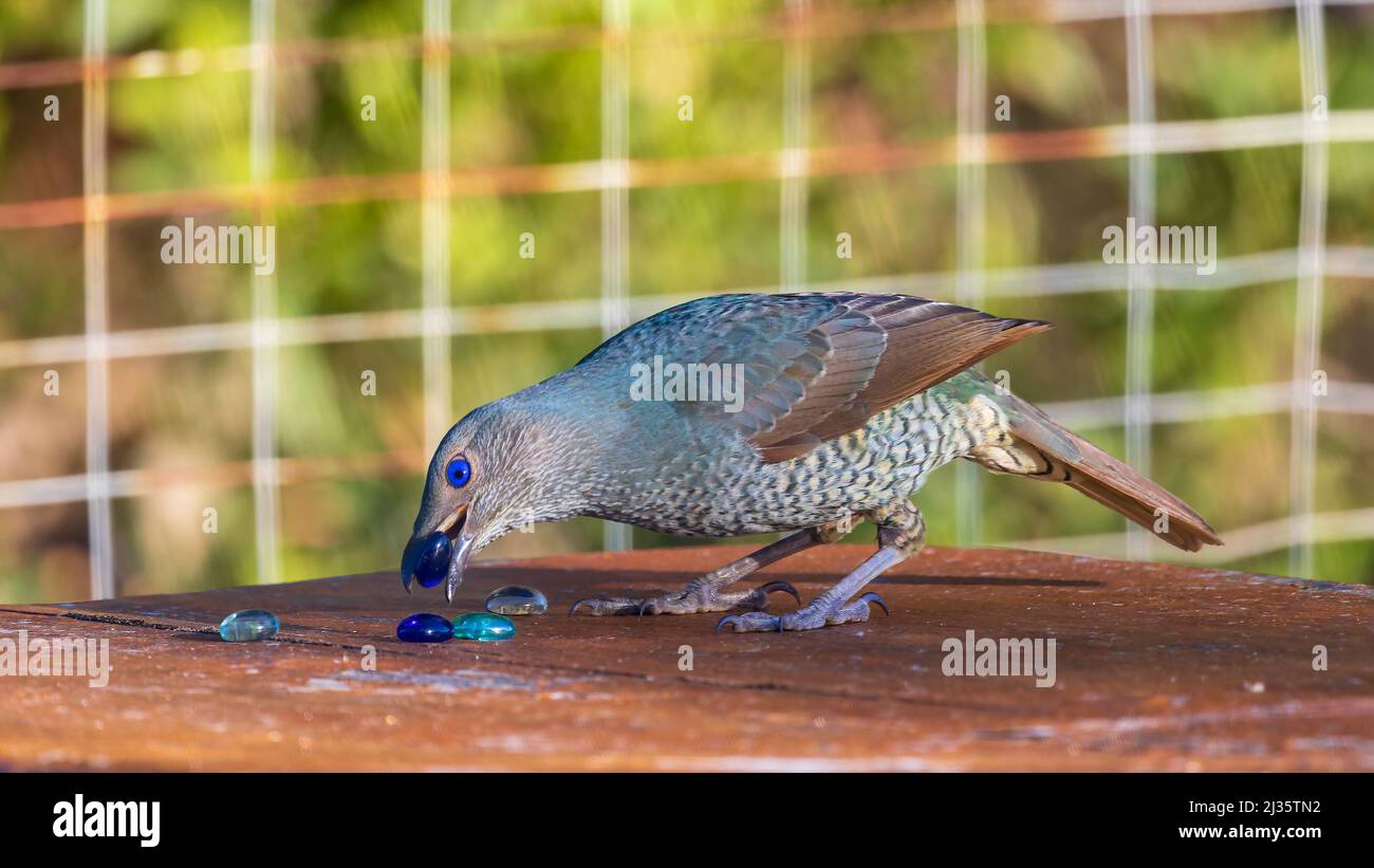 Younger male or female Satin Bowerbird (Ptilonorhynchus violaceus ...
