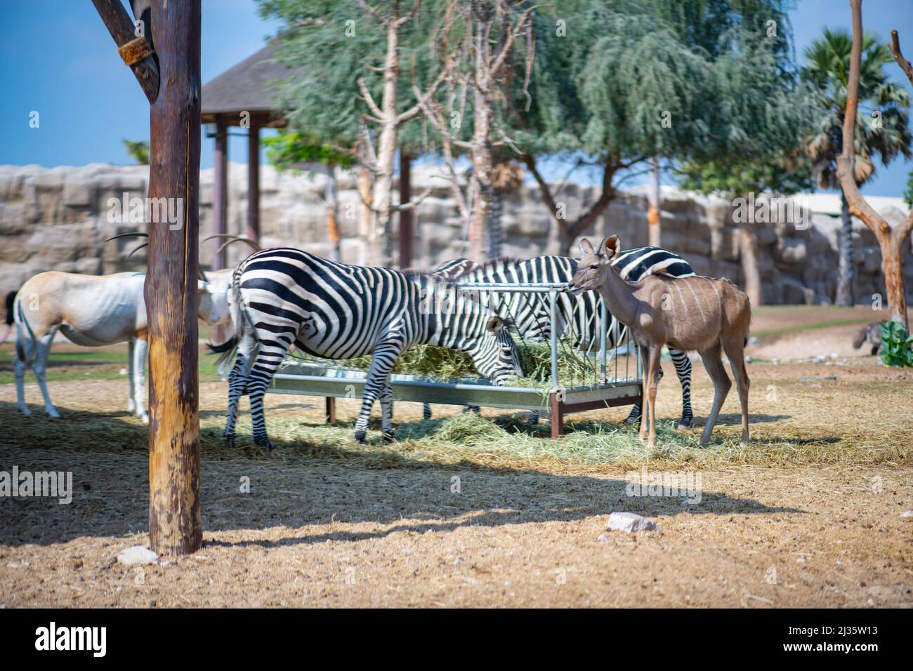 Live insects in nature hi-res stock photography and images - Alamy