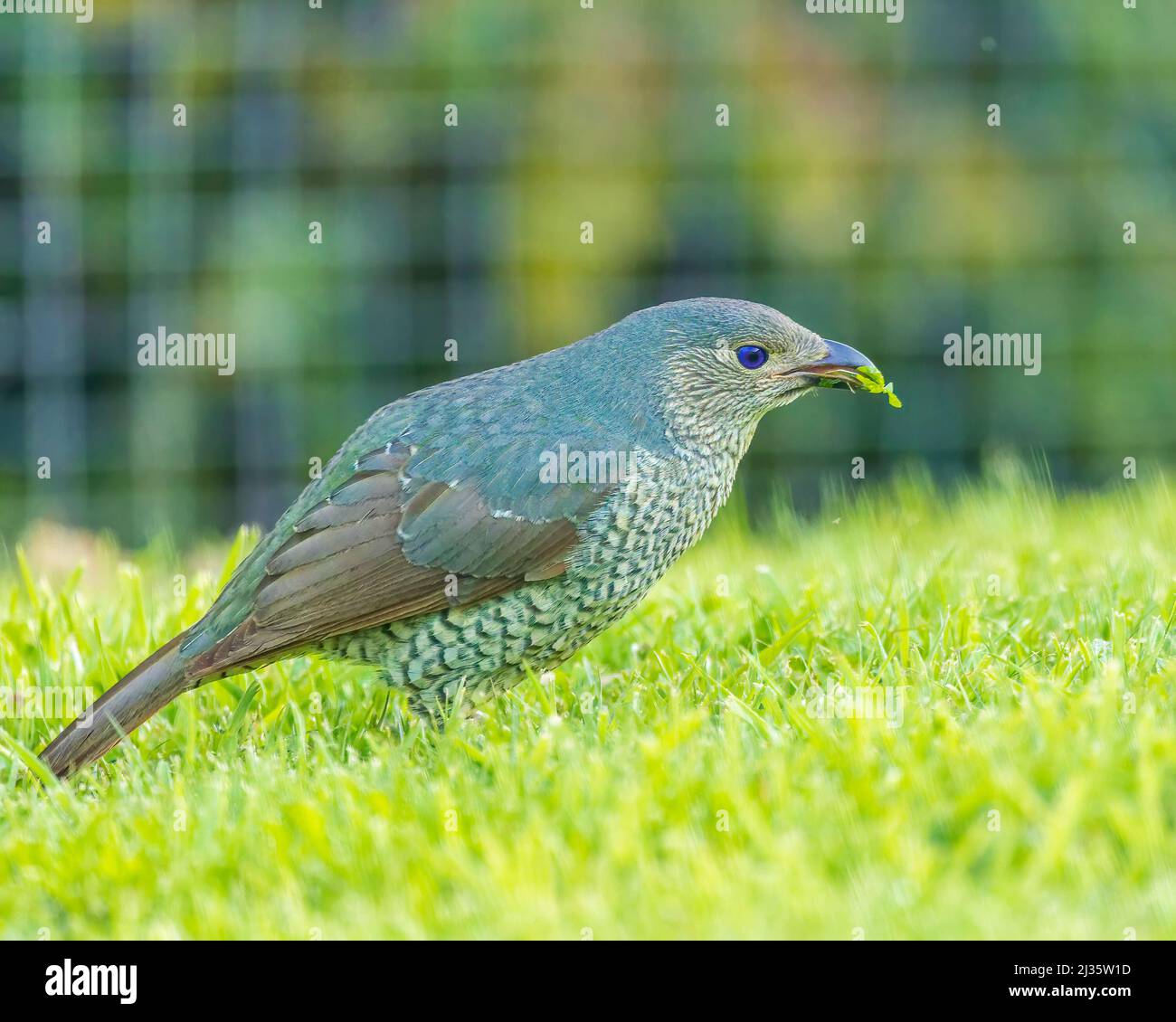 Younger male or female Satin Bowerbird (Ptilonorhynchus violaceus ...