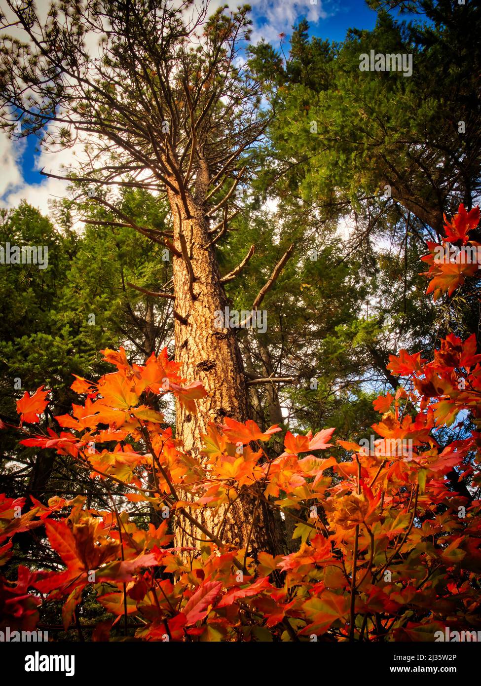 A low angle shot of maple leaves, tall leafless tree and evergreen ...