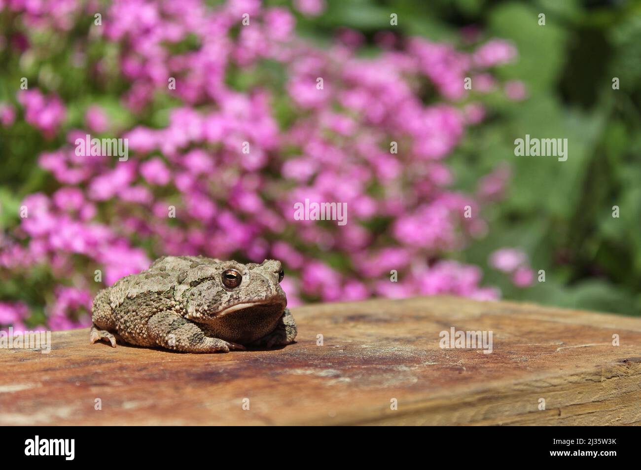Texas Toad Anaxyrus speciosus in Flower Garden With Blurred Flowers in ...