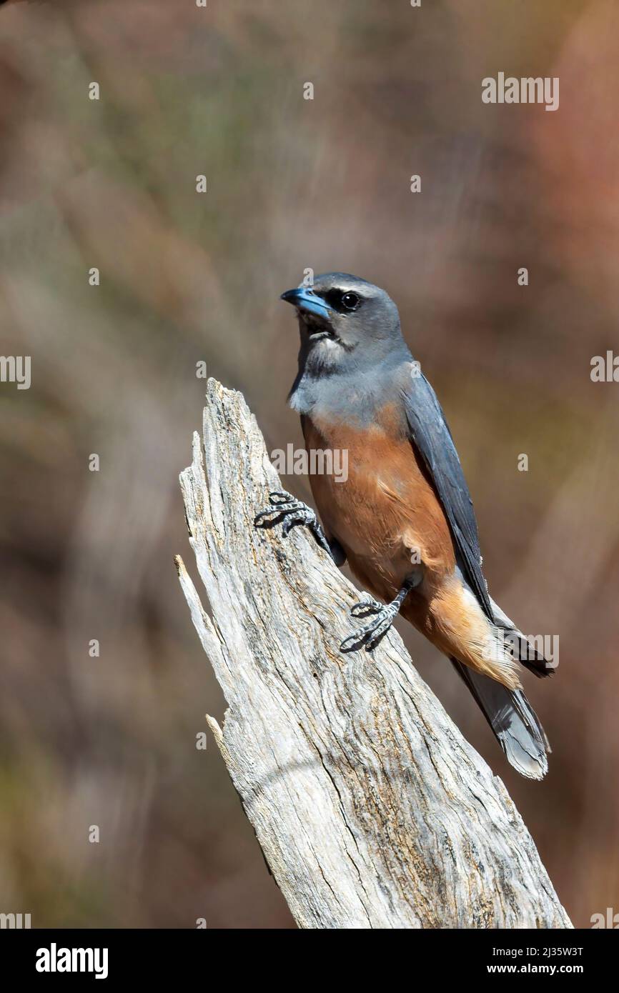 The White-browed Woodswallow (Artamus superciliosus) is a dark bird ...