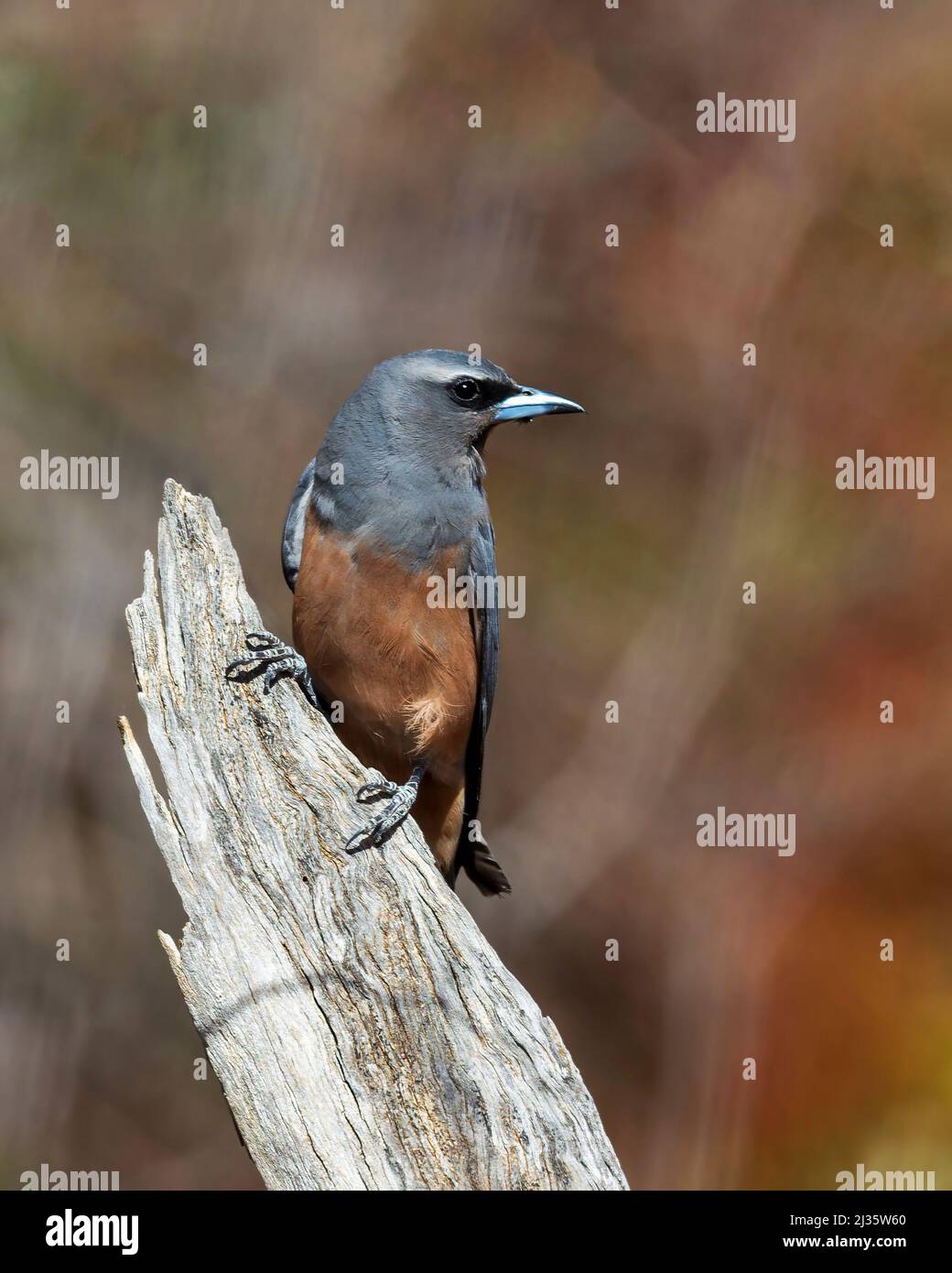 The White-browed Woodswallow (Artamus superciliosus) is a dark bird ...