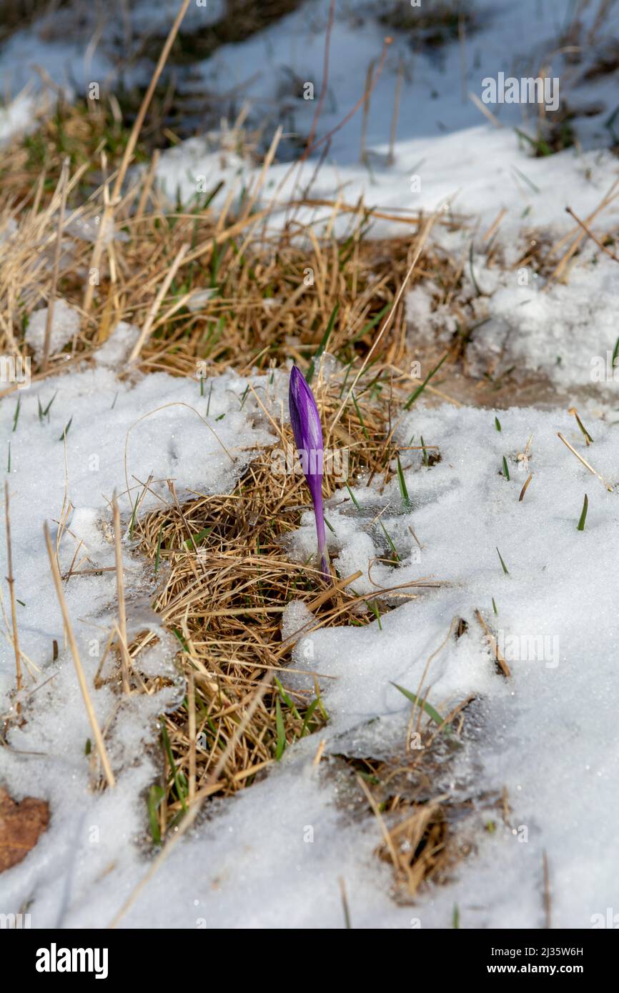 Blooming Saffron Crocus flowers coming out of the snow in the early ...