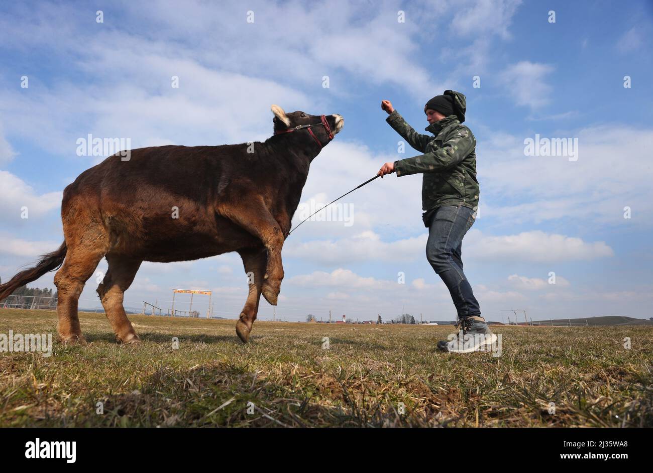 Trained cattle hi-res stock photography and images - Alamy