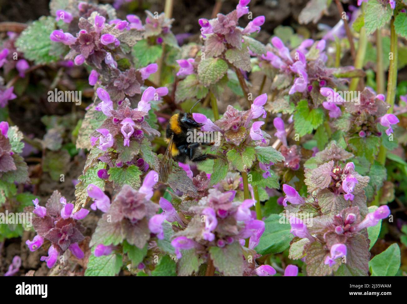 Purple dead nettle hi-res stock photography and images - Alamy