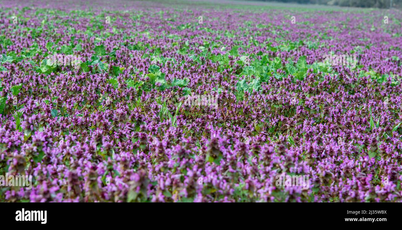 Blooming Lamium purpureum in the field. Purple flowers of Red dead ...