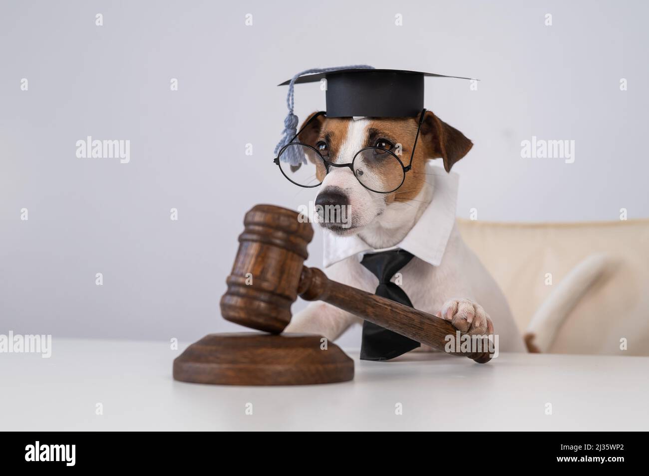 Dog jack russell terrier dressed as a judge and holding a gavel on a ...