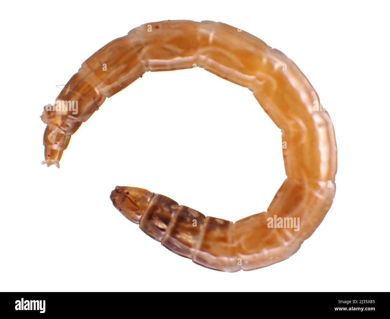 Insect larva from garden soil, probably Nematocera Stock Photo - Alamy