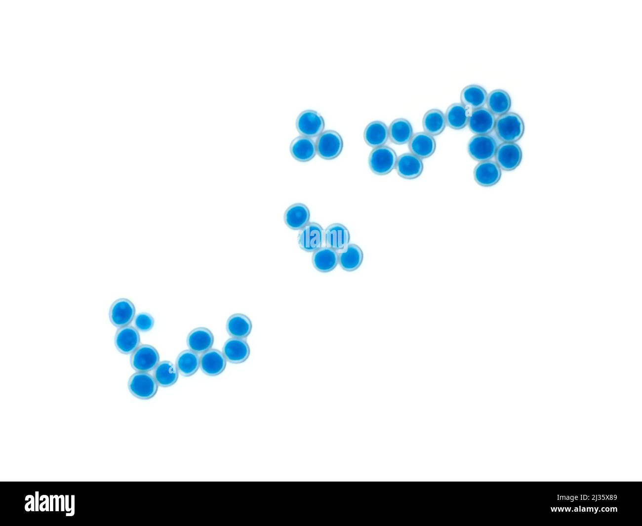 Penicillium conservandi hi-res stock photography and images - Alamy