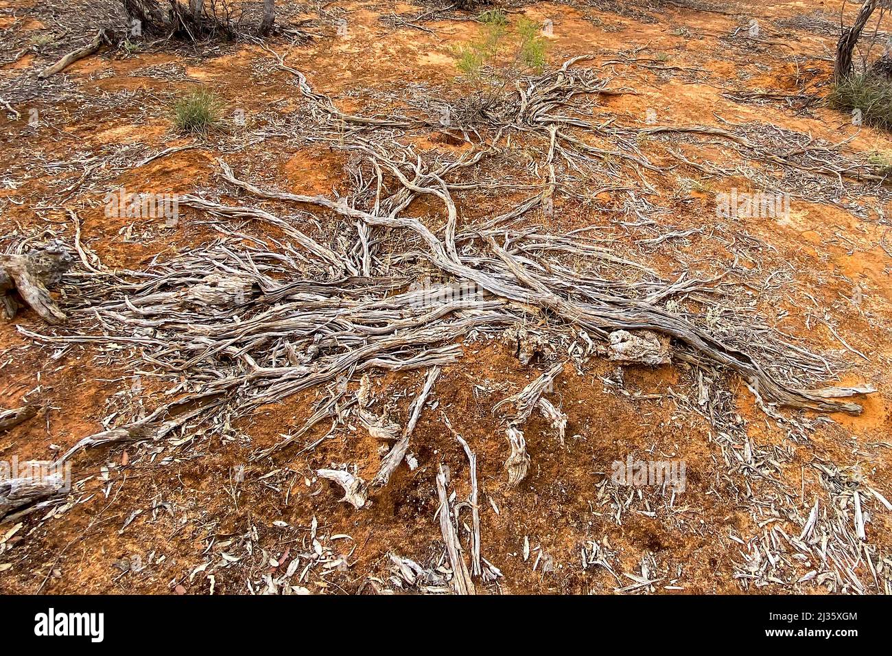 Mallee trees hi-res stock photography and images - Alamy