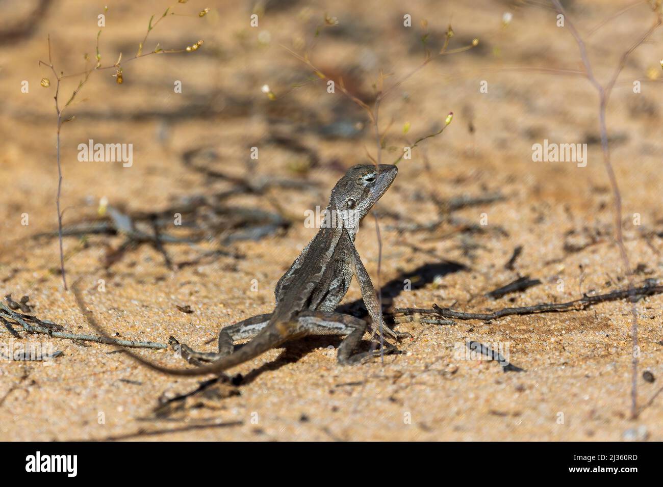 Nobbi dragon hi-res stock photography and images - Alamy