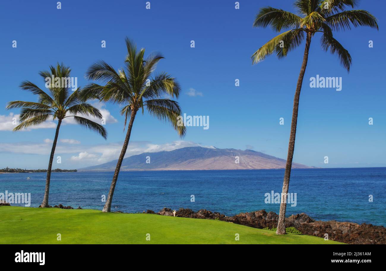 Tropical palm coconut trees on sky, nature background. Palms exotic ...